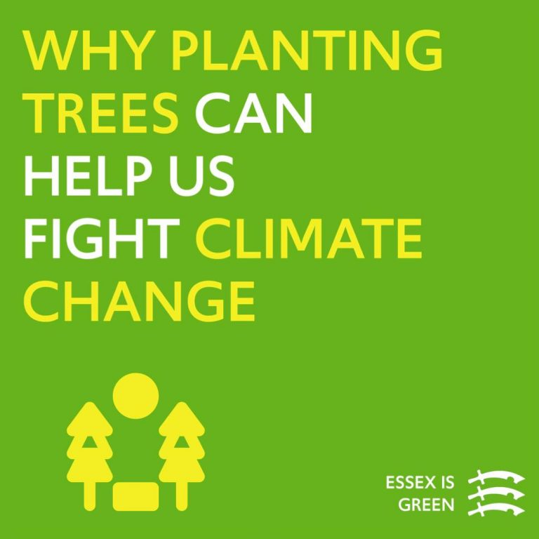Why trees are important for the environment. - en-form