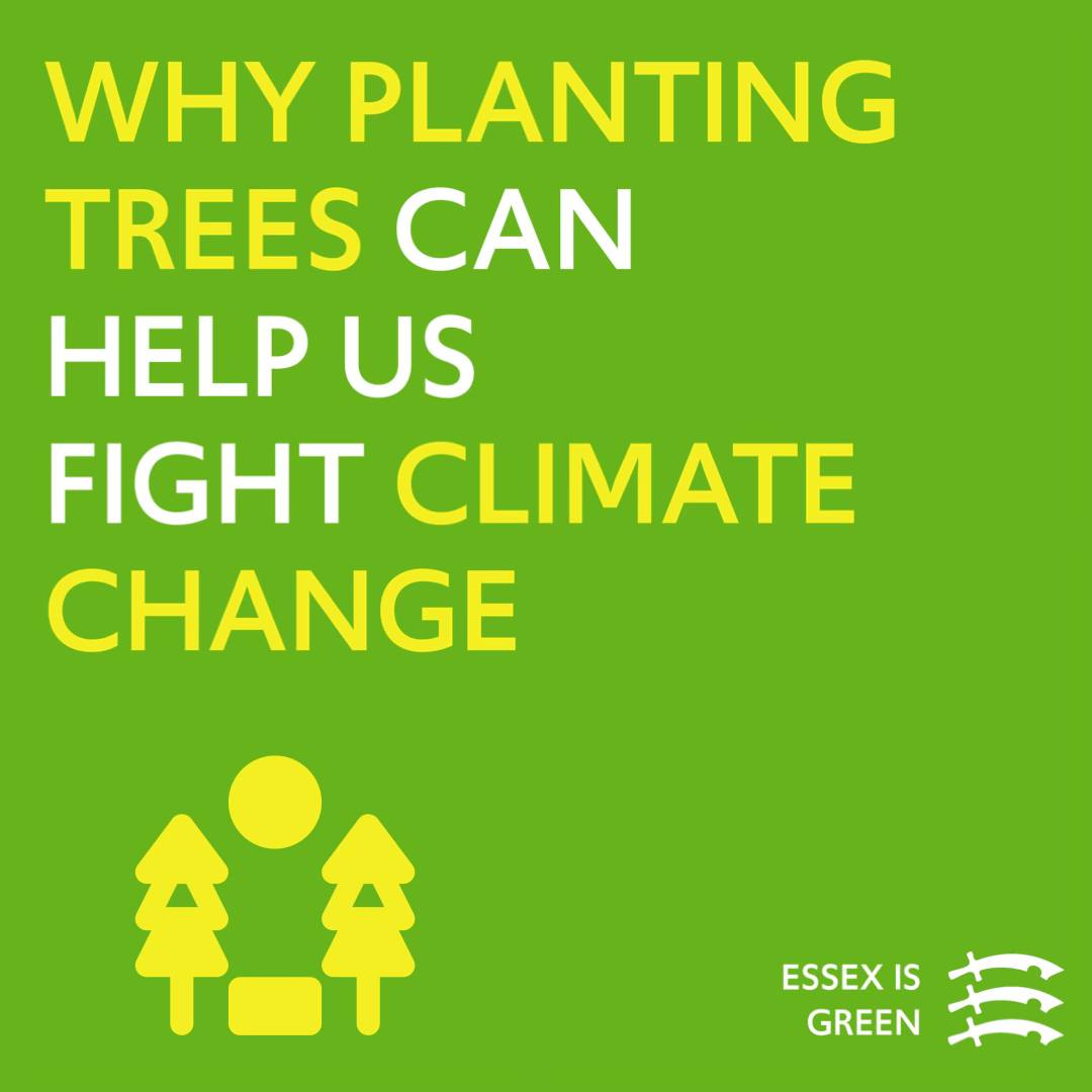 Why trees are important for the environment. - en-form